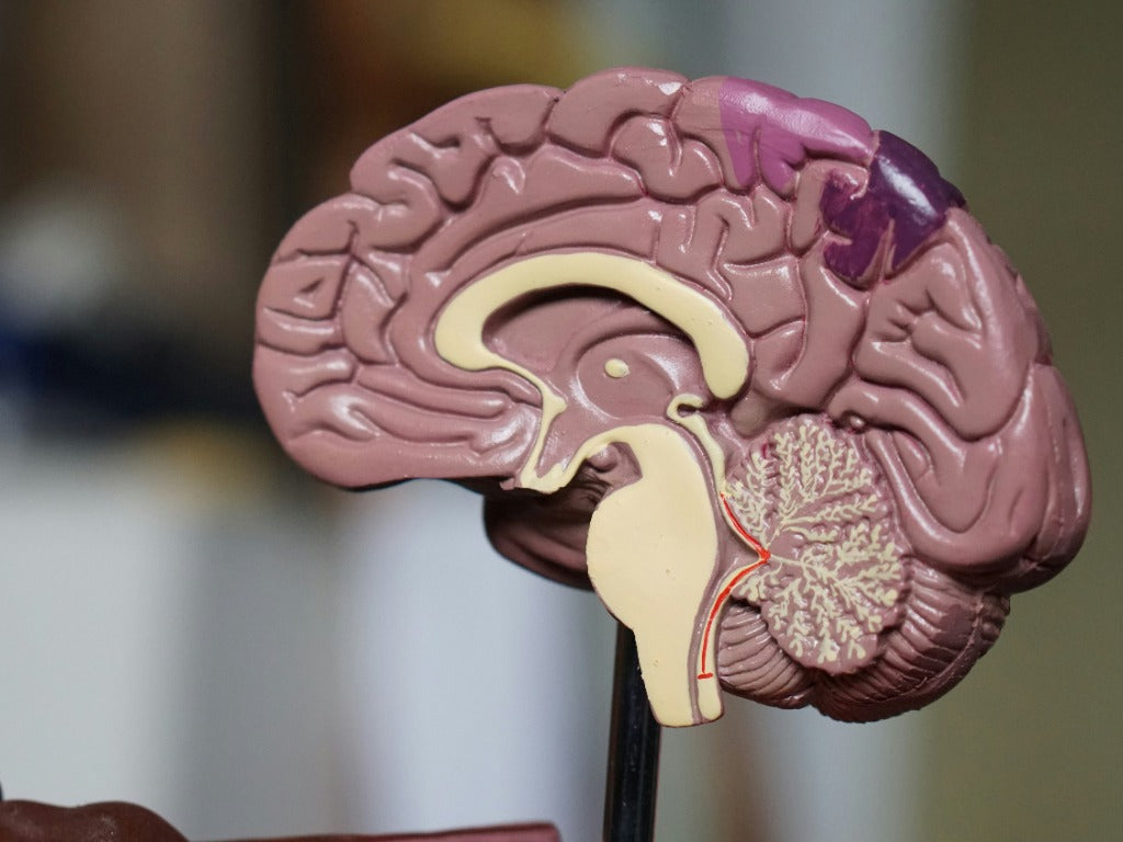 Alcohol and Serotonin | CleanCo